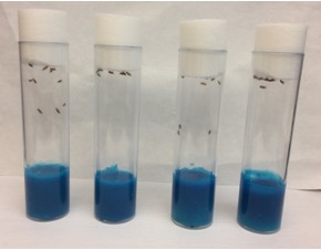 Projects | Olsen lab