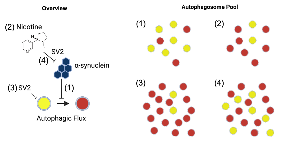 Projects | Olsen lab