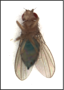 Projects | Olsen lab